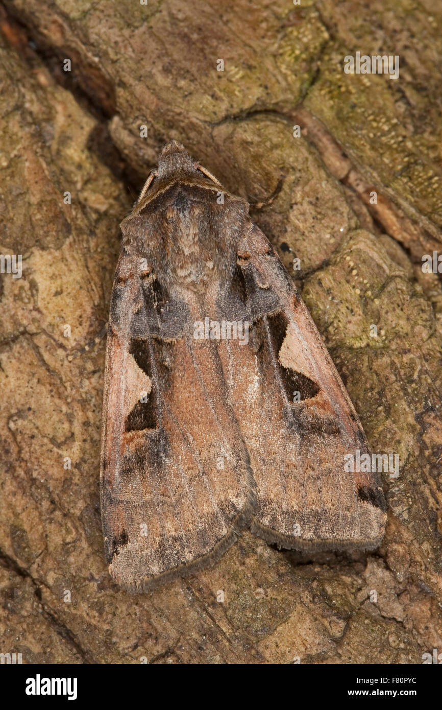 Setaceous Hebrew character, Schwarzes C, C-Eule, Erdeule, Xestia c ...