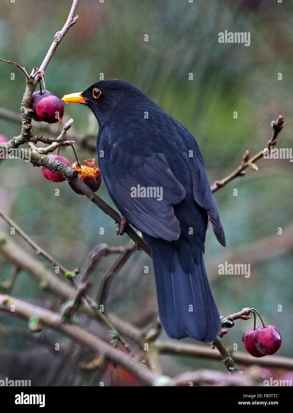 Male Blackbird (turdus merula) in Crabapple Tree (malus red sentinel ...