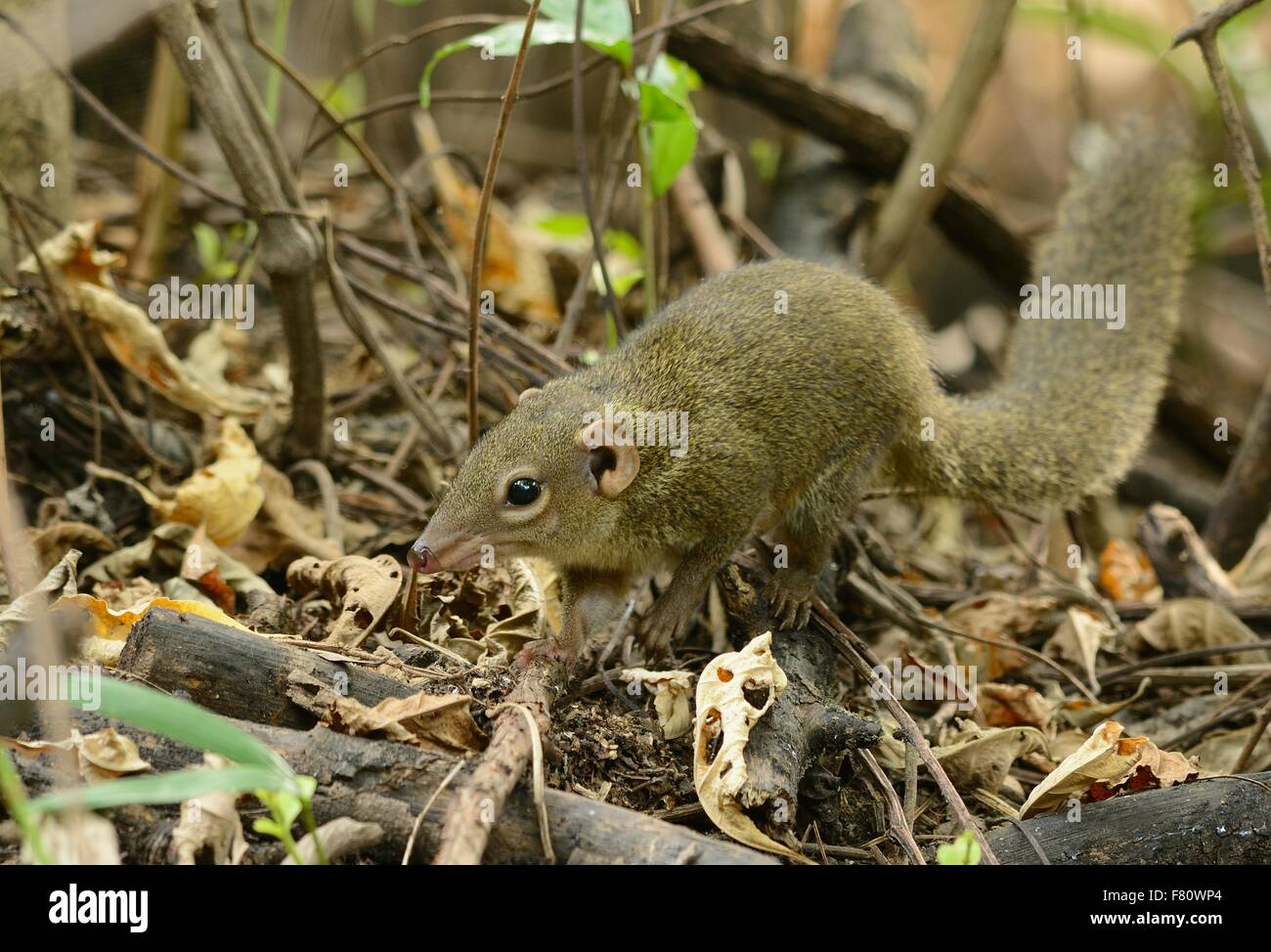 Tupaia hi-res stock photography and images - Alamy