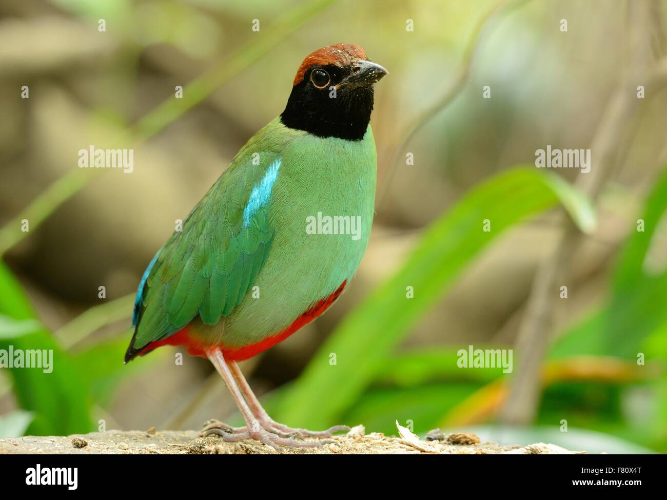 beautiful hooded pitta inThai forest Stock Photo - Alamy