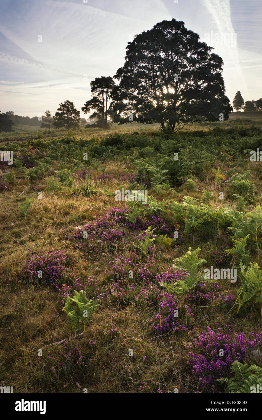 Summer landscape of heather in countryside in England Stock Photo - Alamy