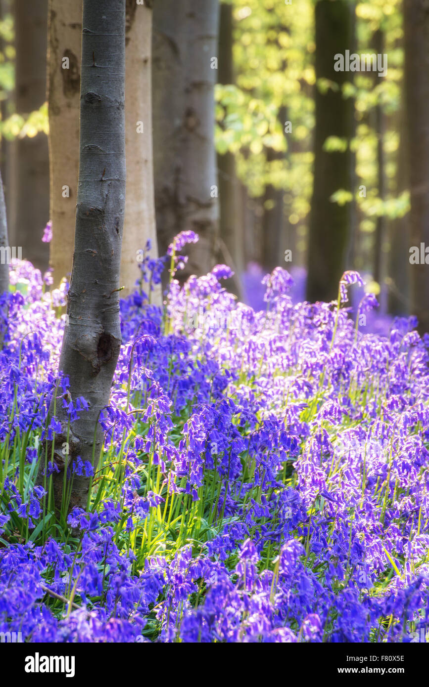 Bluebells in forest hi-res stock photography and images - Alamy