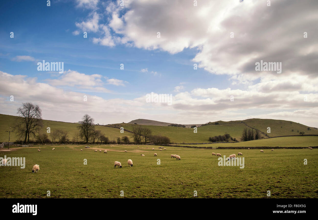 Sheep in farm landscape on sunny day in Peak District UK Stock Photo ...