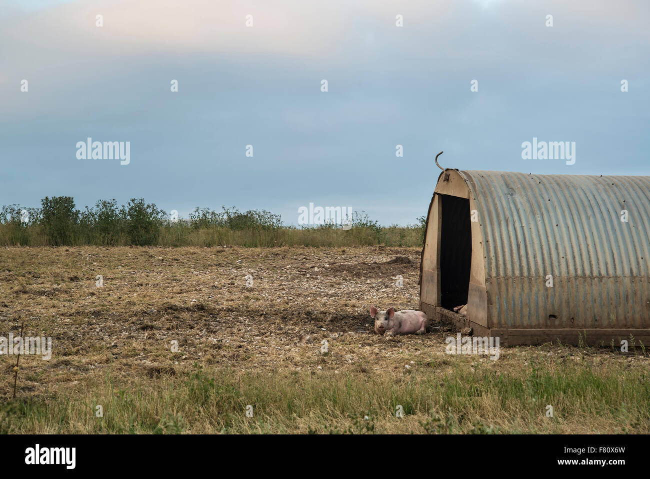 Pig farming hi-res stock photography and images - Alamy