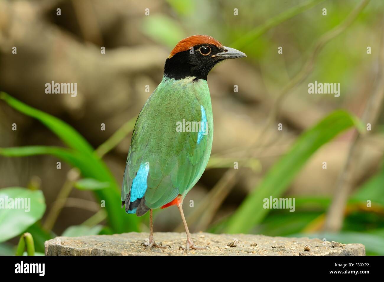 beautiful hooded pitta inThai forest Stock Photo - Alamy