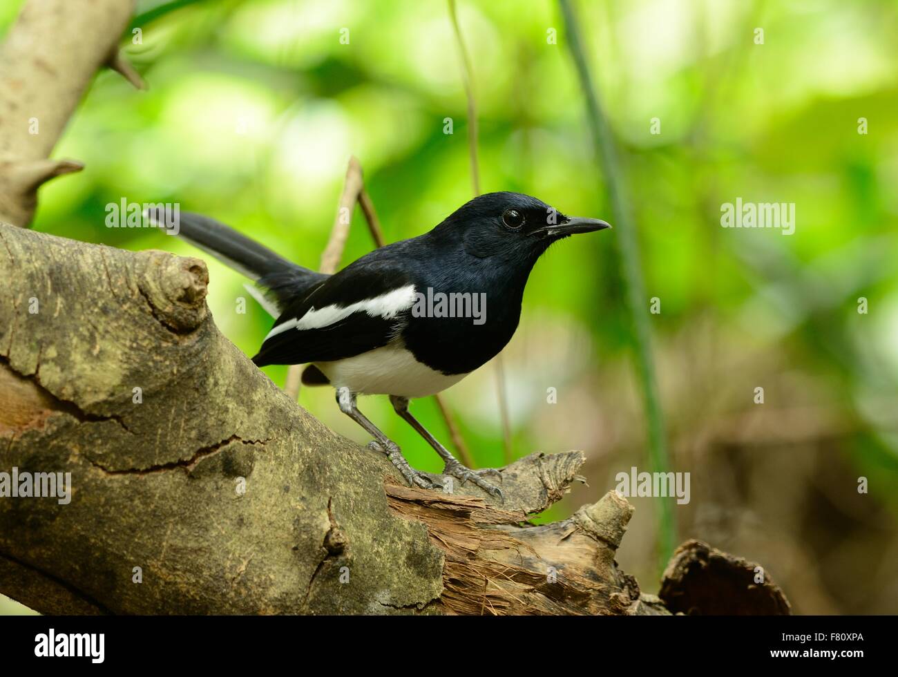 Male magpie hi-res stock photography and images - Alamy
