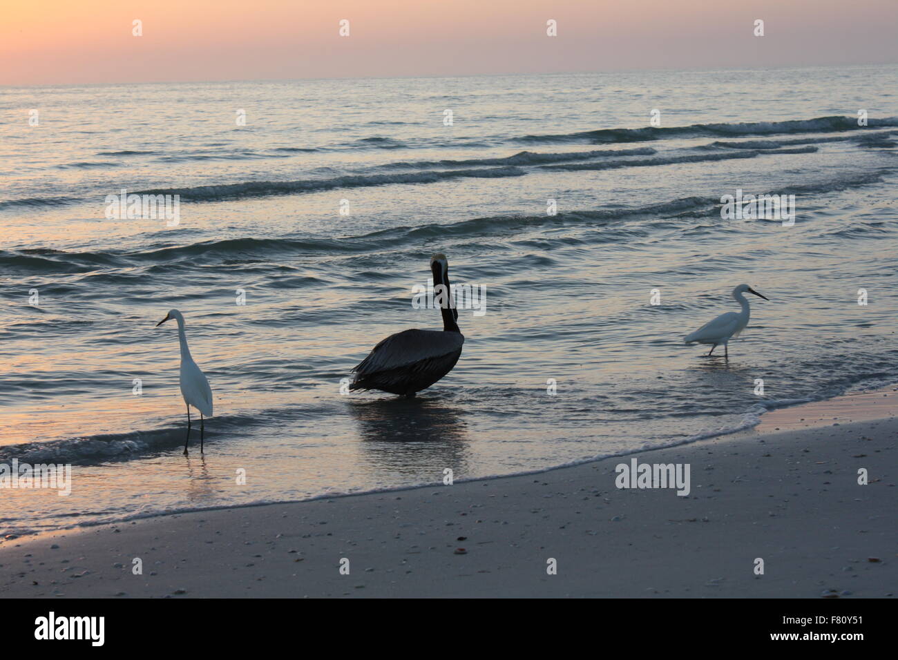 Birds on the beach Stock Photo - Alamy