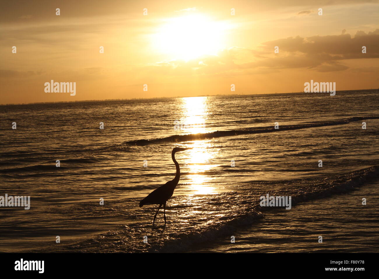 Heron sunset hi-res stock photography and images - Alamy