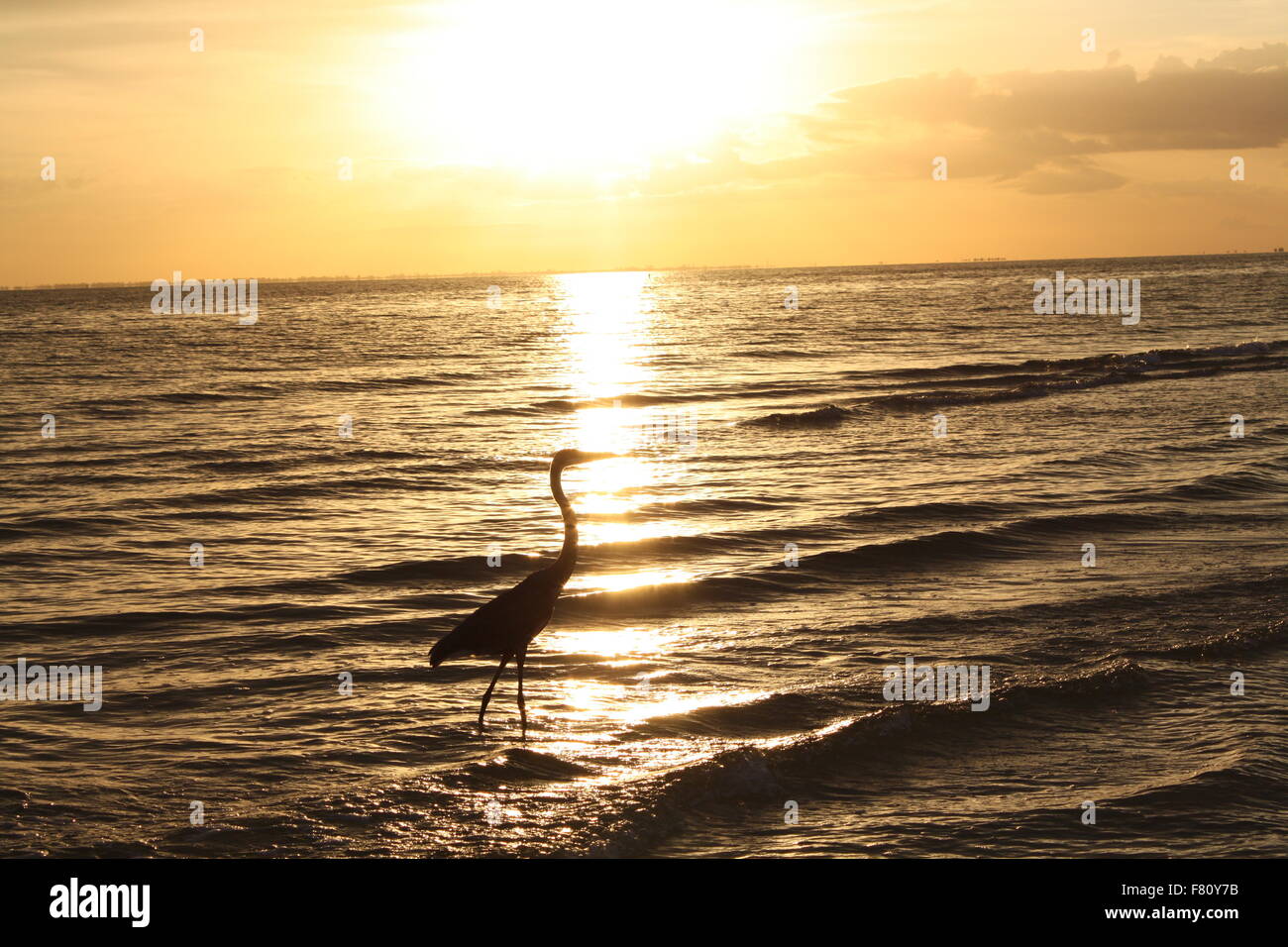 Heron sunset hi-res stock photography and images - Alamy