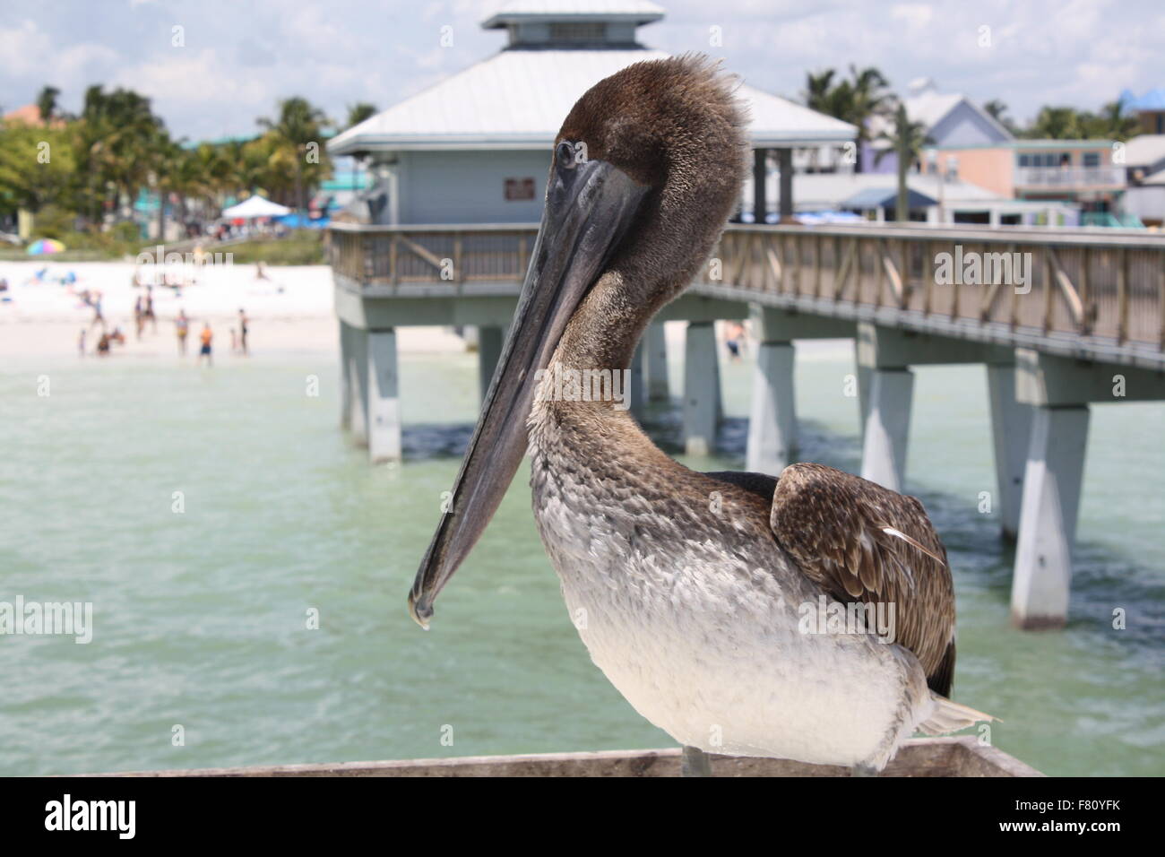 Pelican on the pier Stock Photo - Alamy