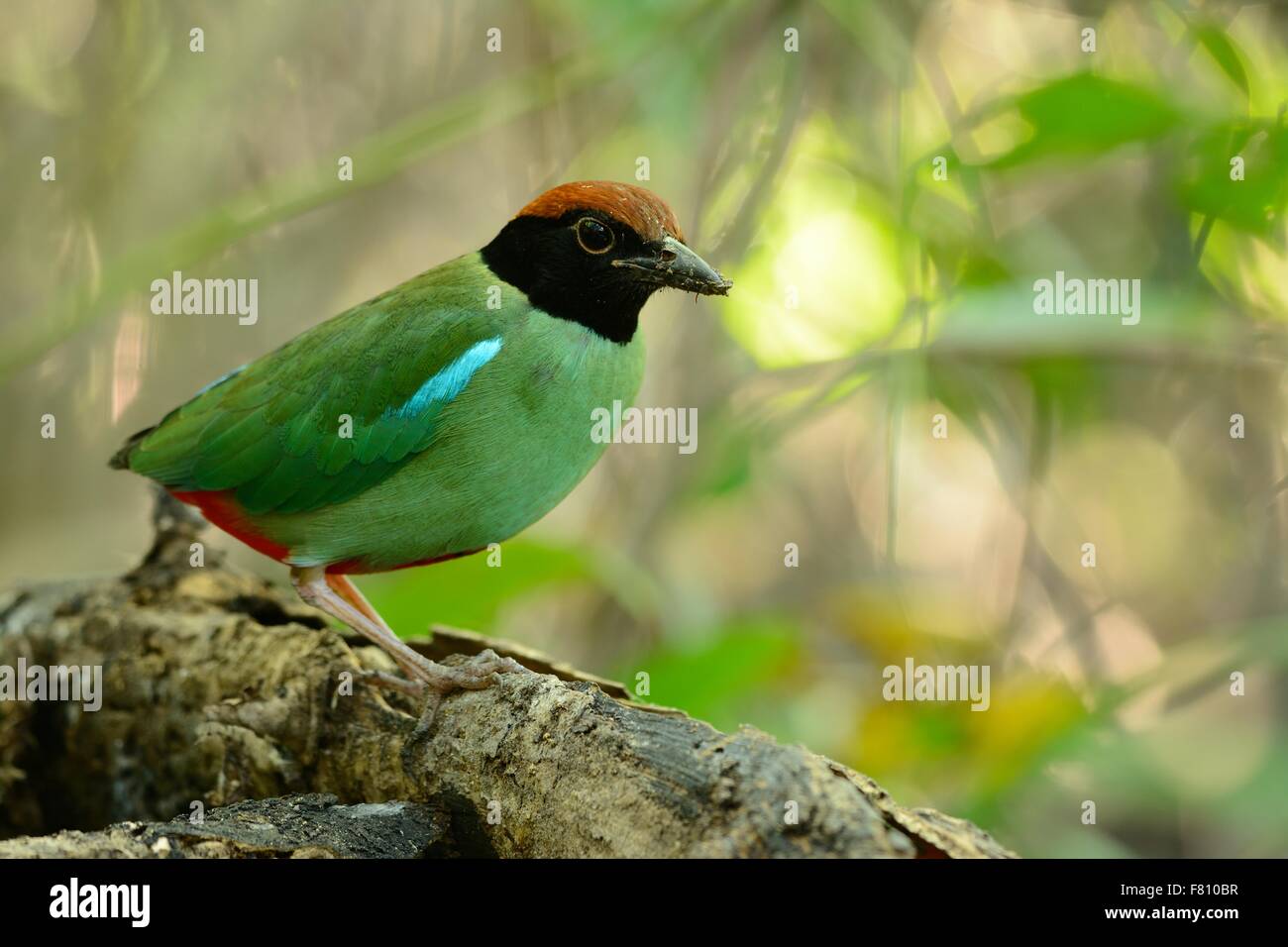 beautiful hooded pitta inThai forest Stock Photo - Alamy