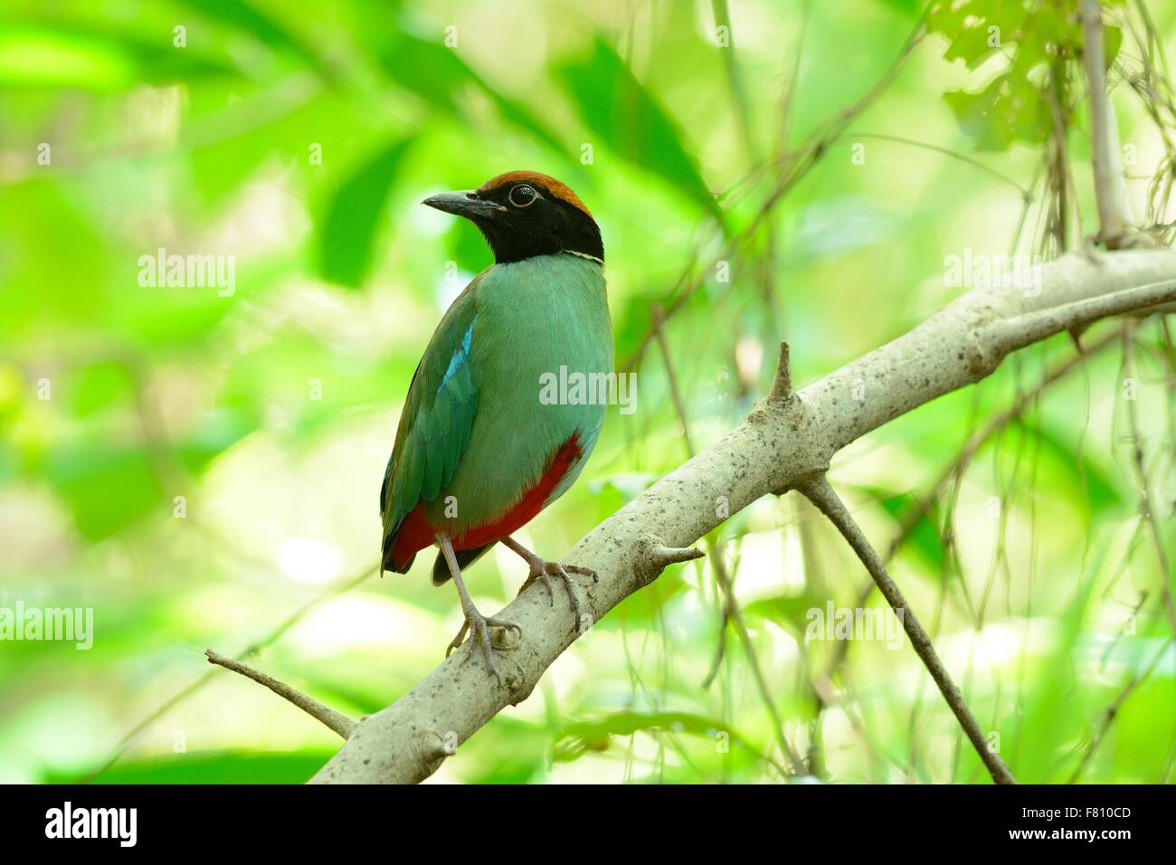 beautiful hooded pitta inThai forest Stock Photo - Alamy