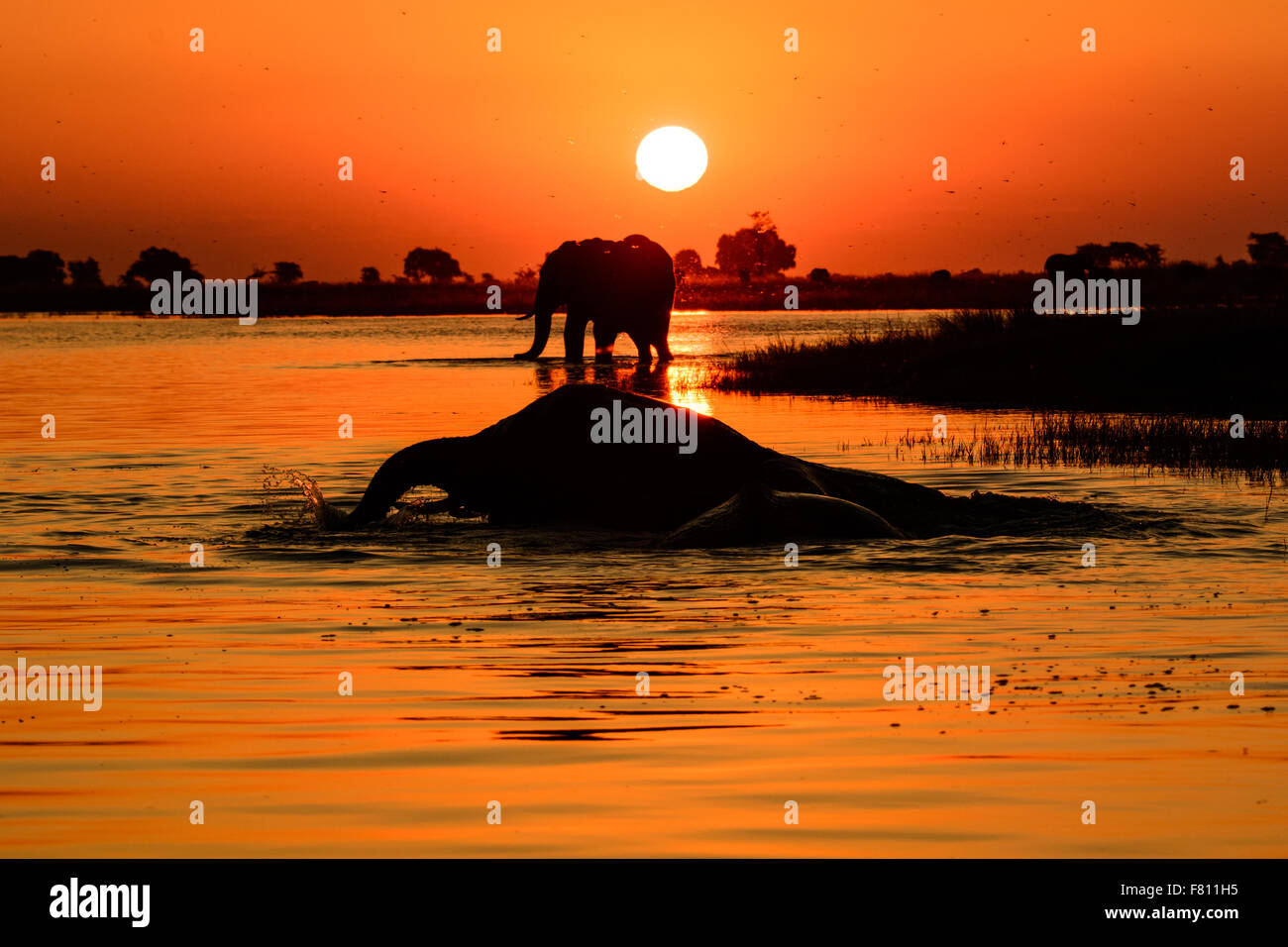 Elephants sunset water hi-res stock photography and images - Alamy