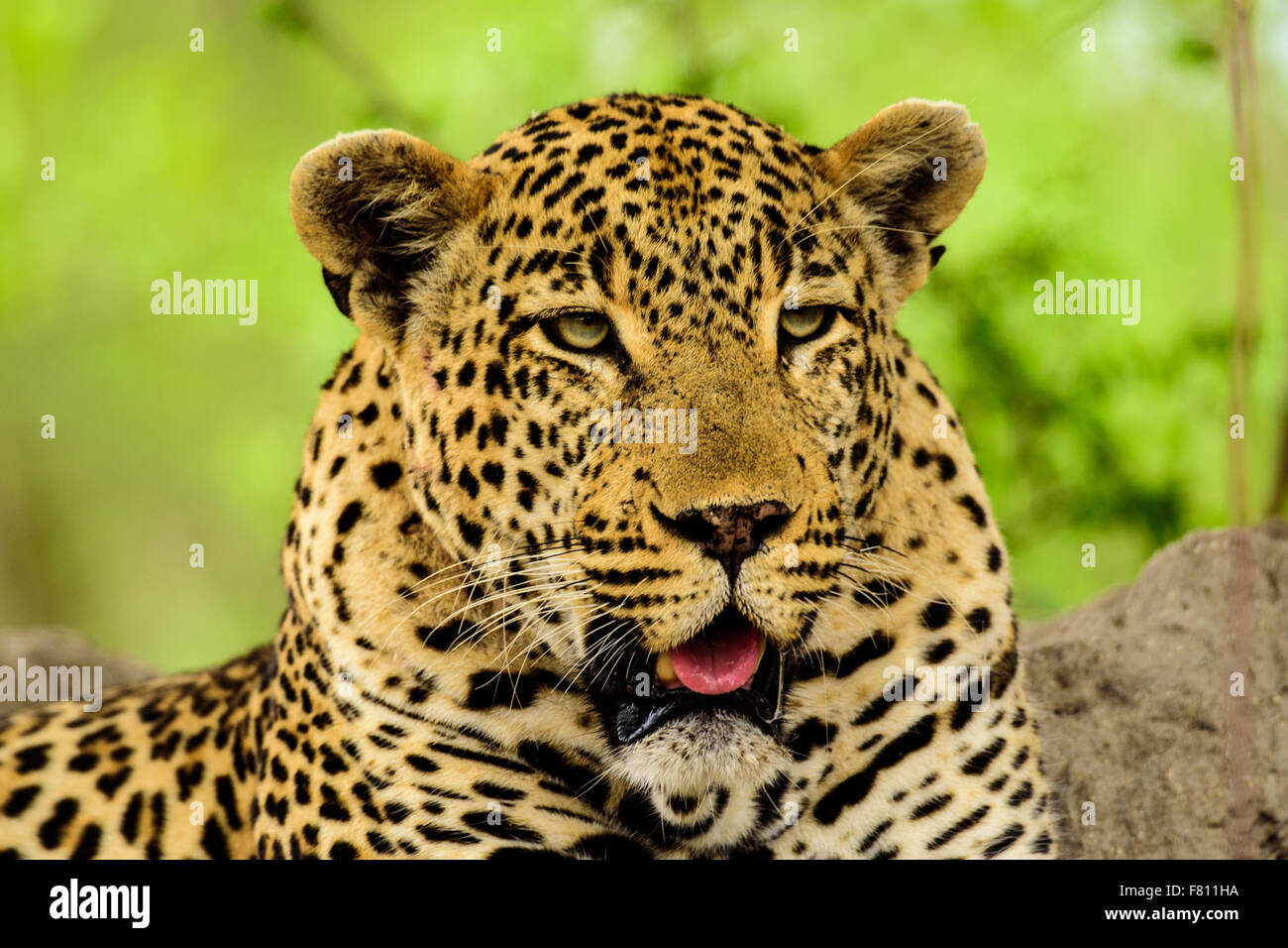 Head shot of a male leopard taken in the Sabi sands area of South ...
