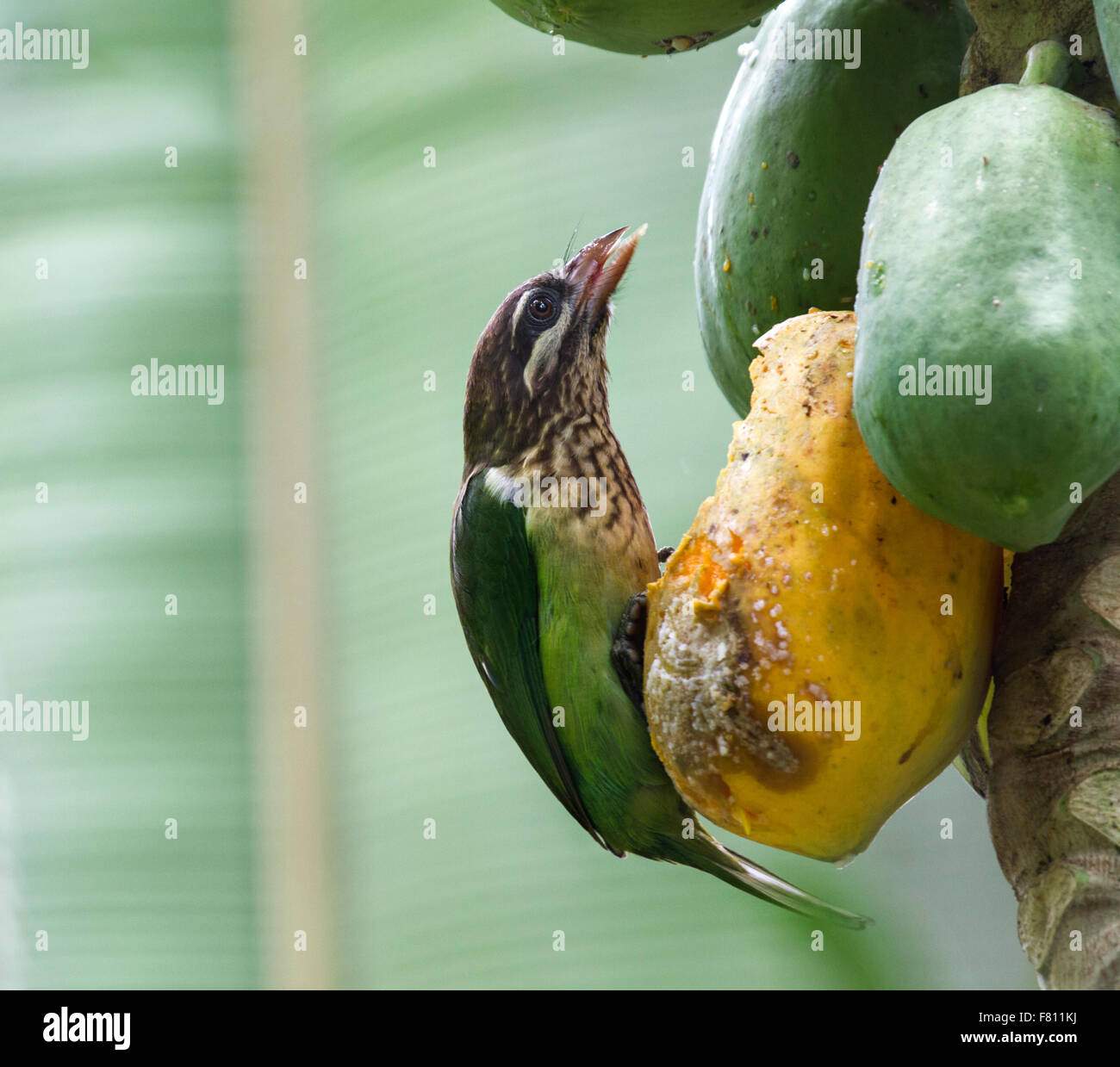The white-cheeked barbet or small green barbet (Megalaima viridis) is a ...