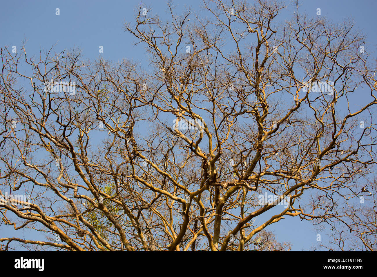 a leaf less tree in indian forest Stock Photo - Alamy