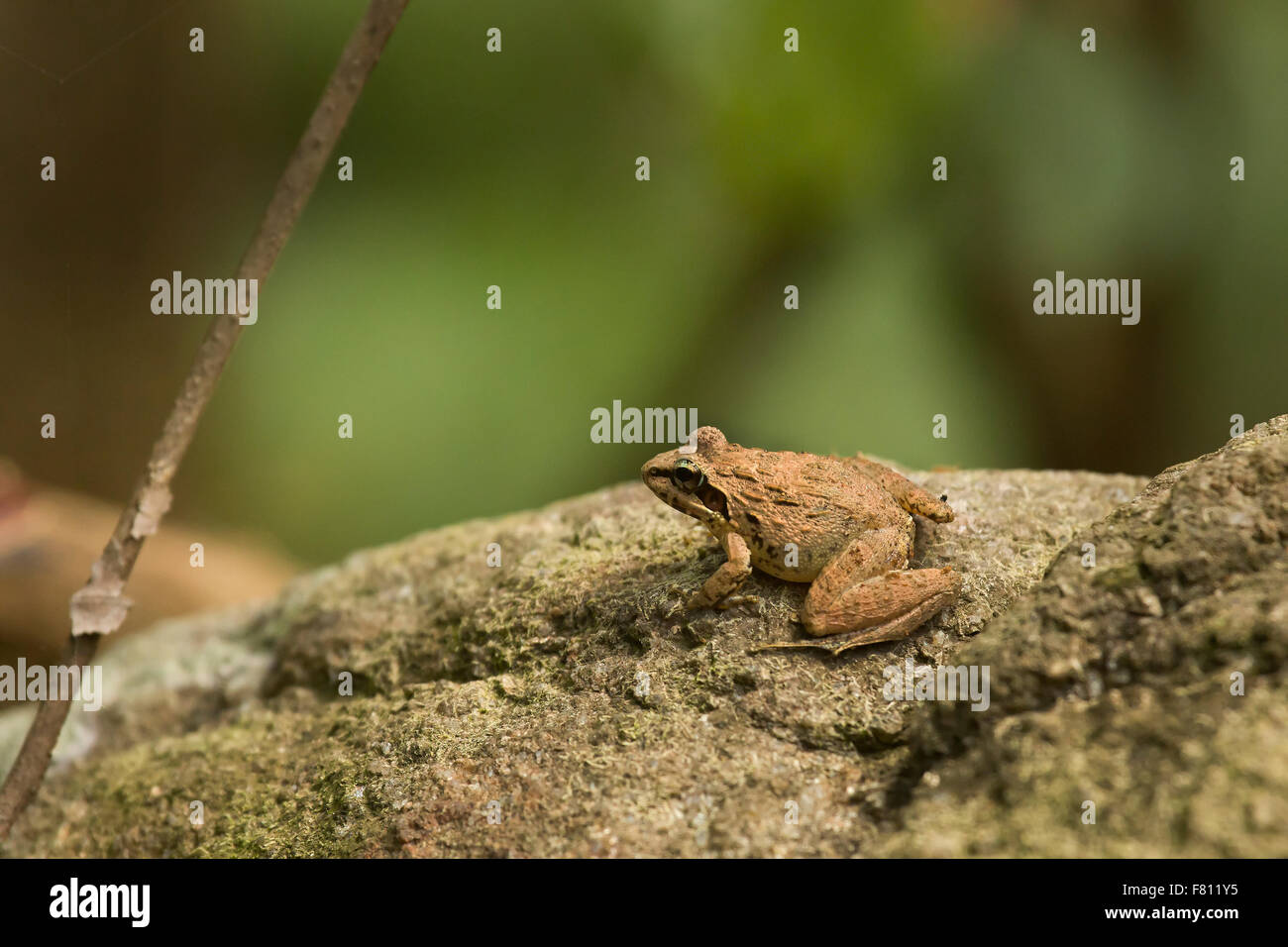a wild frog sitting in woods Stock Photo - Alamy