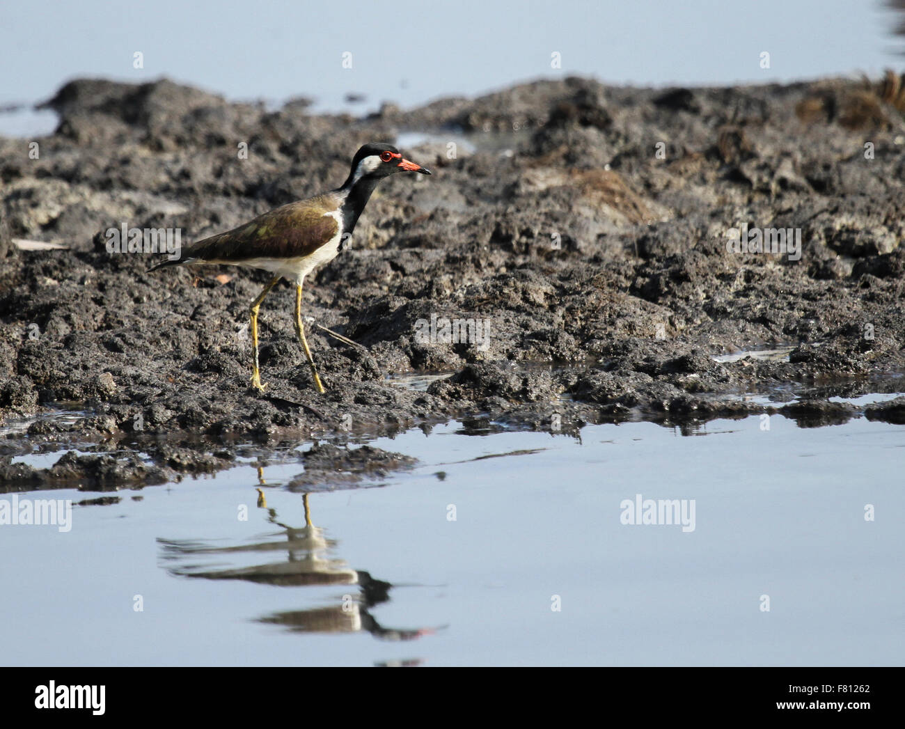 The red-wattled lapwing (Vanellus indicus Stock Photo - Alamy