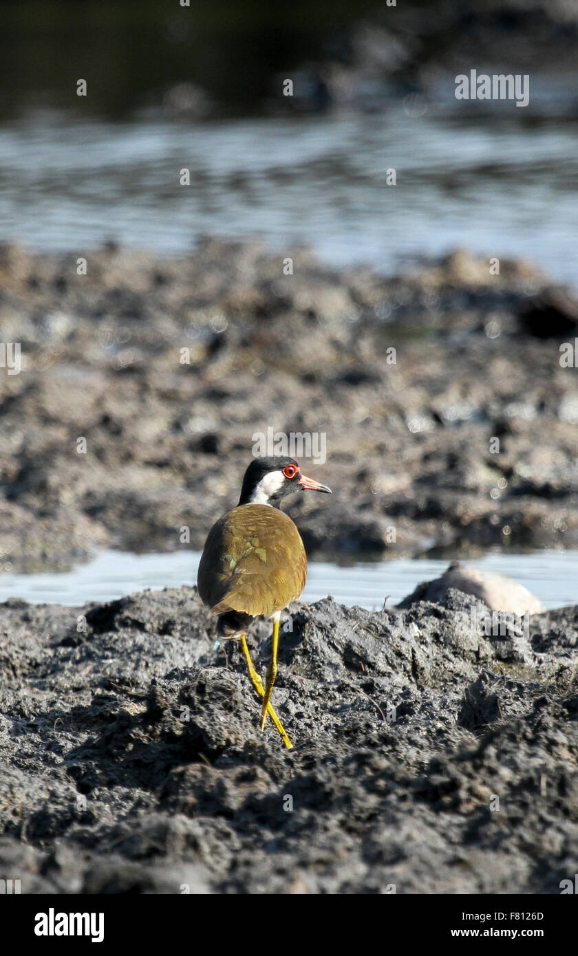 The red-wattled lapwing (Vanellus indicus Stock Photo - Alamy