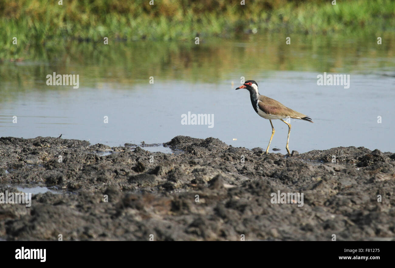 The red-wattled lapwing (Vanellus indicus Stock Photo - Alamy