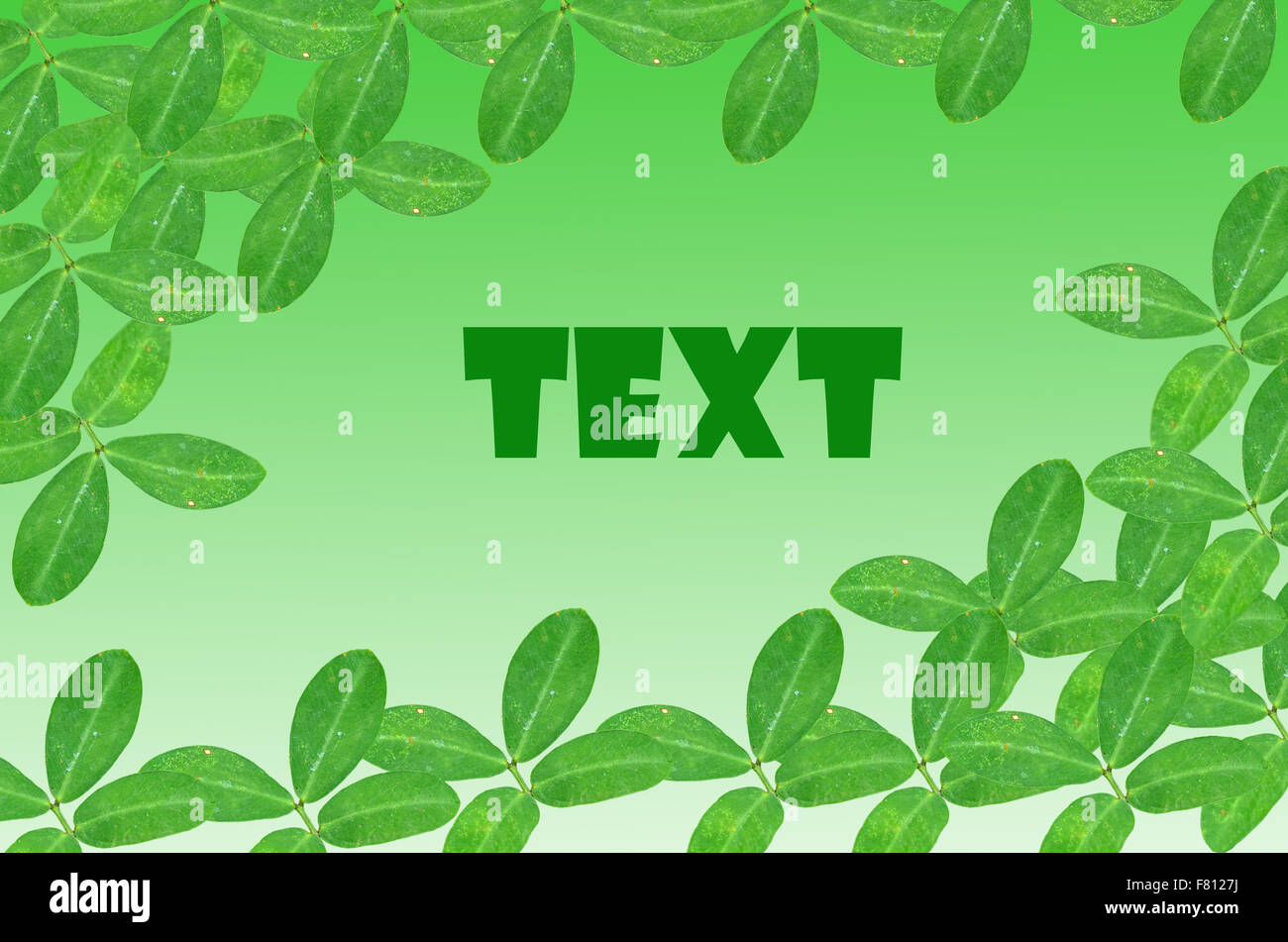 green leaves on white background with text Stock Photo - Alamy