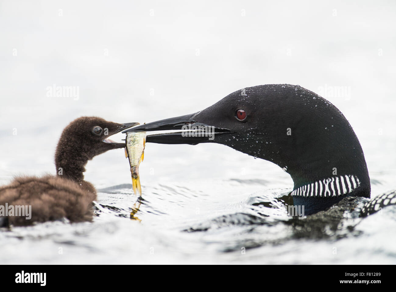 Common Loon feeding it's offspring Stock Photo - Alamy