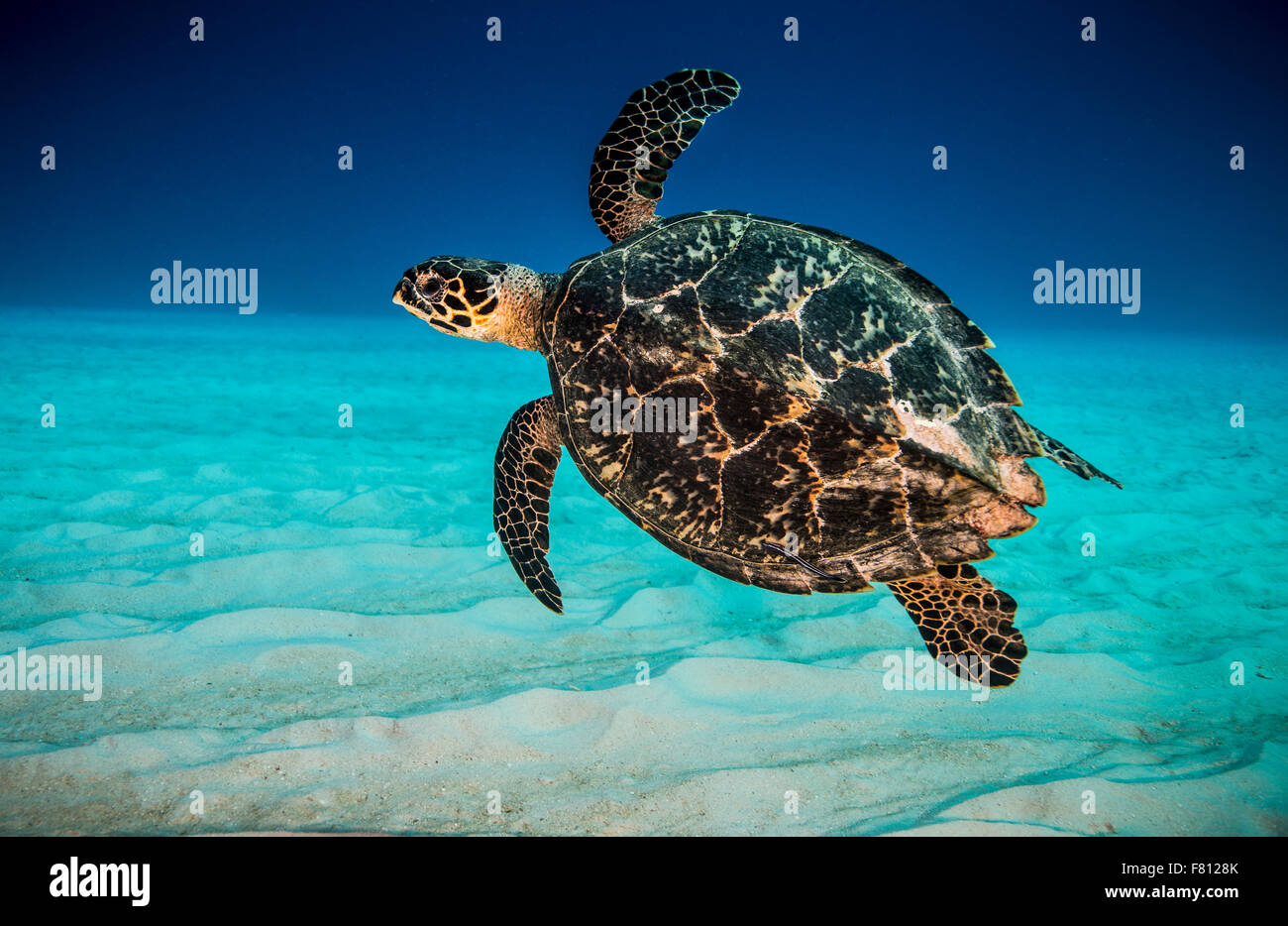 Green Sea Turtle swimming underwater at Little Cayman Stock Photo - Alamy