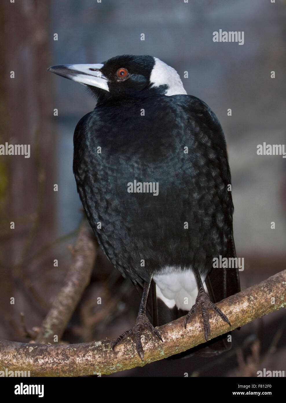 Australian Magpie (gymnorhina tibicen Stock Photo - Alamy