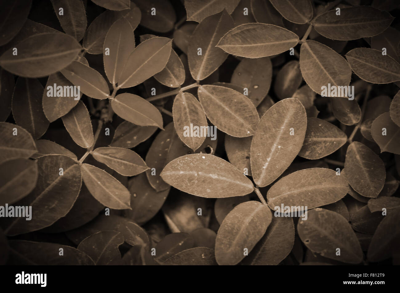 Sepia leaves pattern hi-res stock photography and images - Alamy