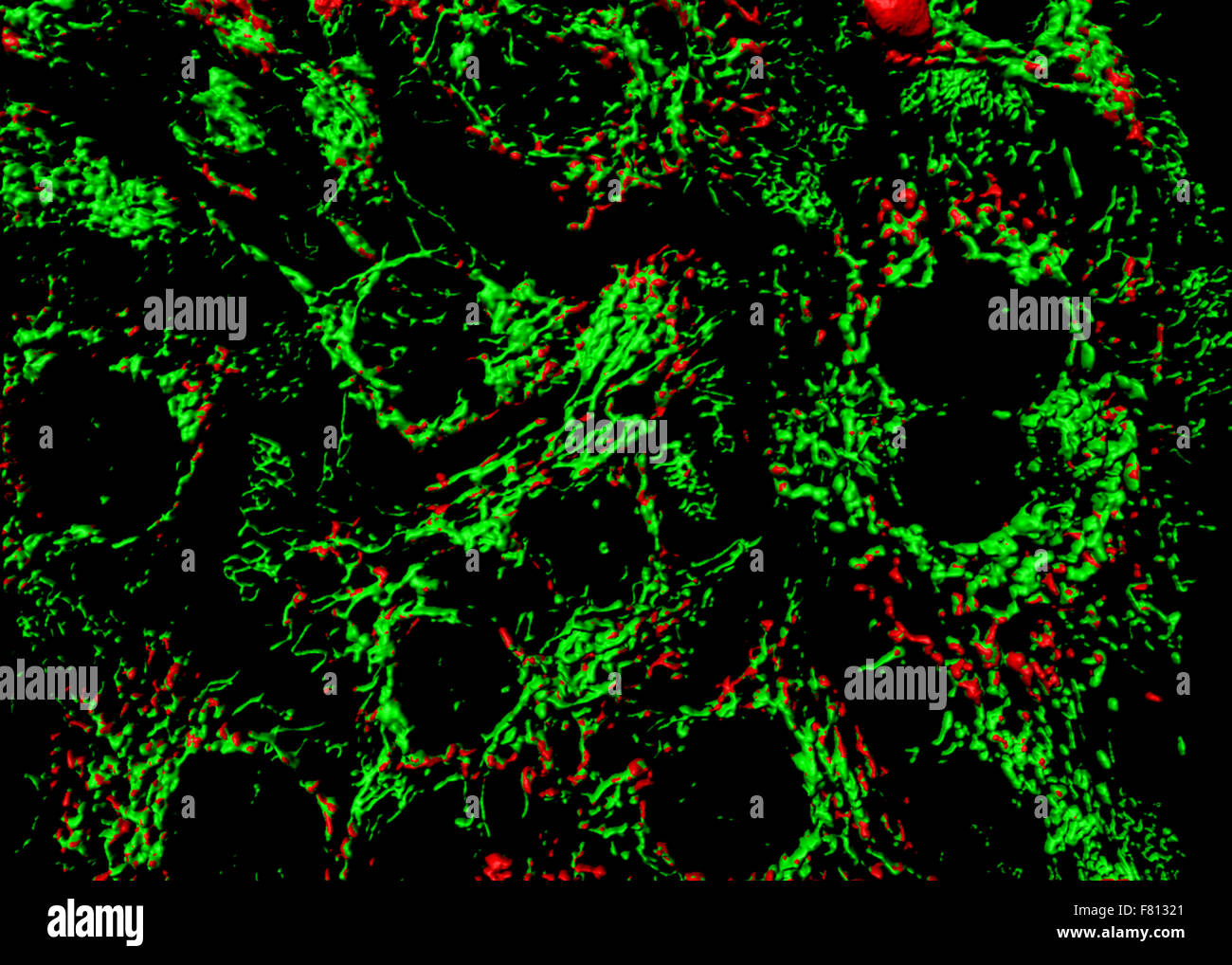 Hela cancer cells hi-res stock photography and images - Alamy