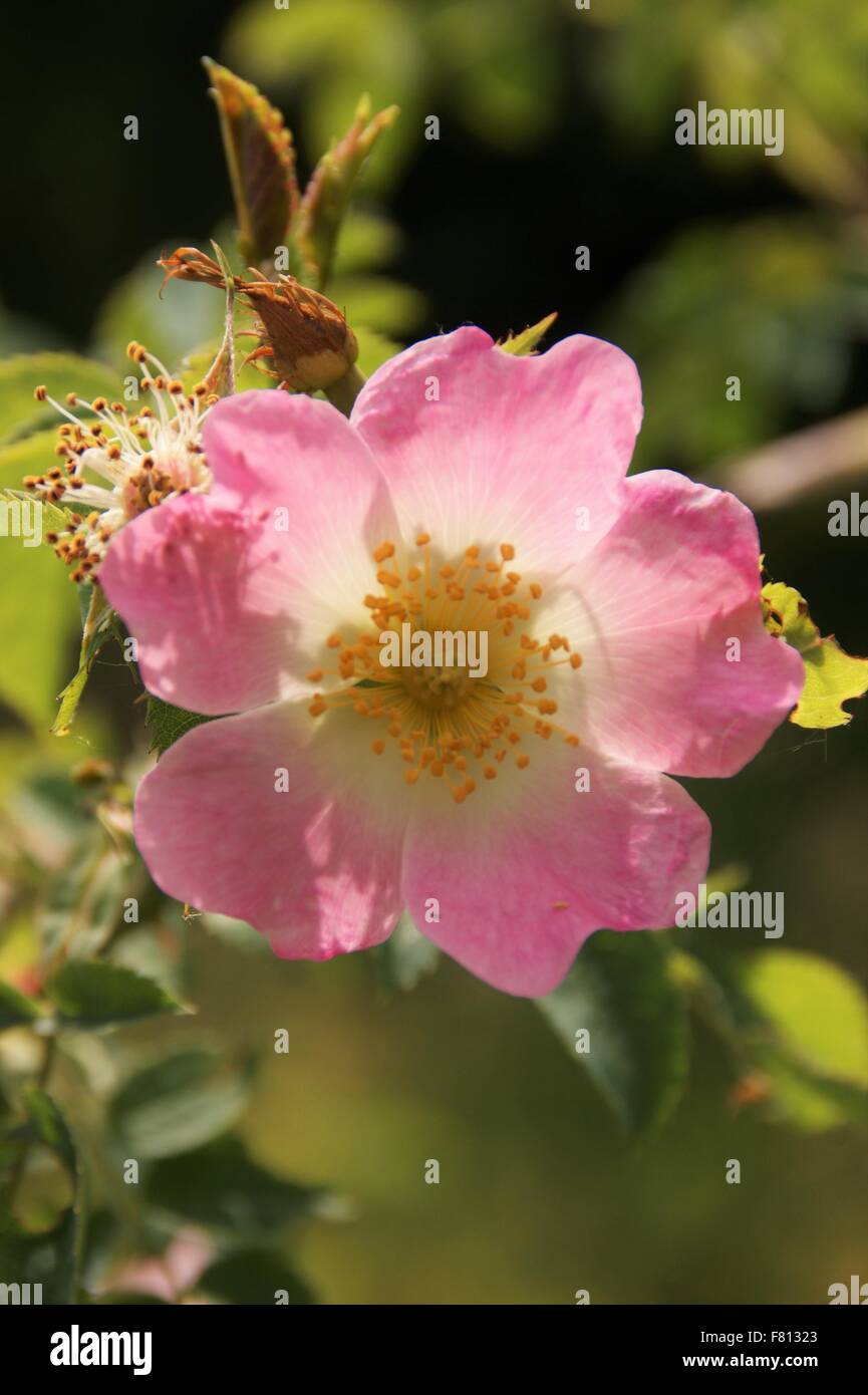 Wild pink rose Stock Photo - Alamy