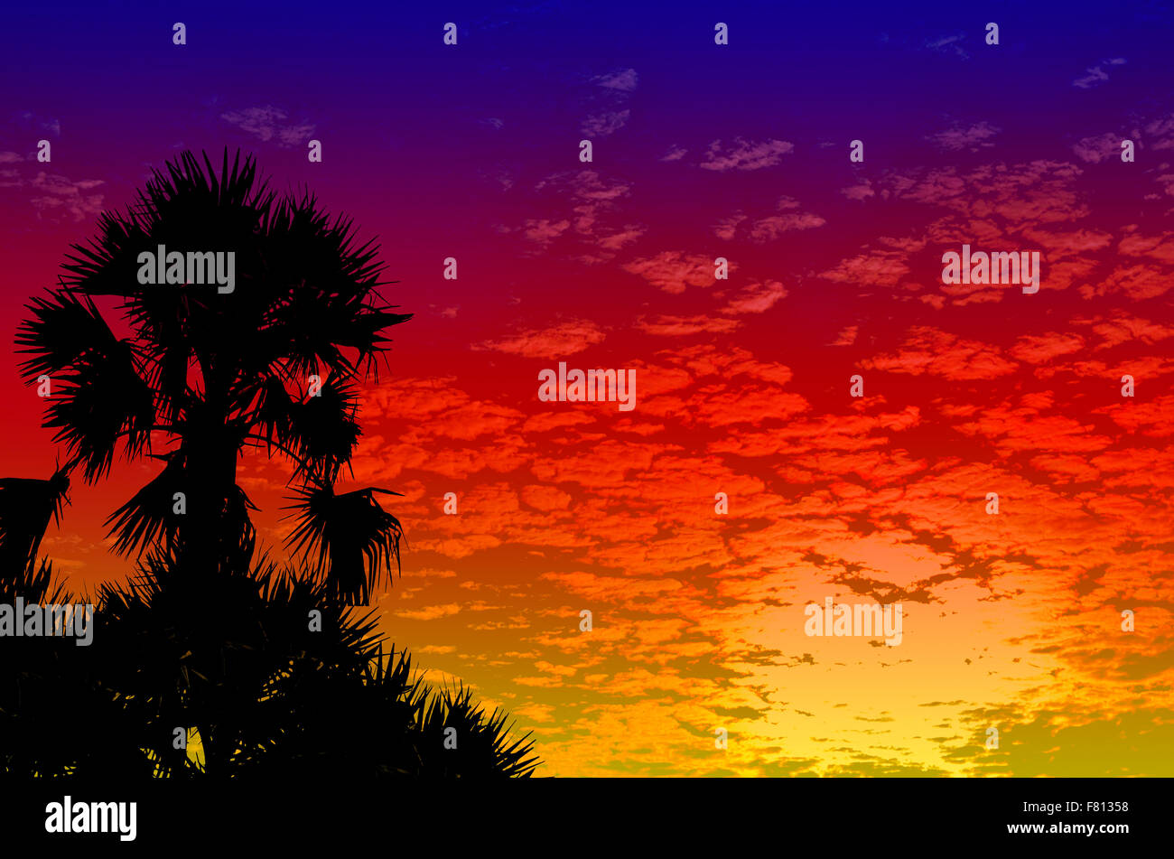 palm trees sunset golden blue sky backlight Stock Photo - Alamy