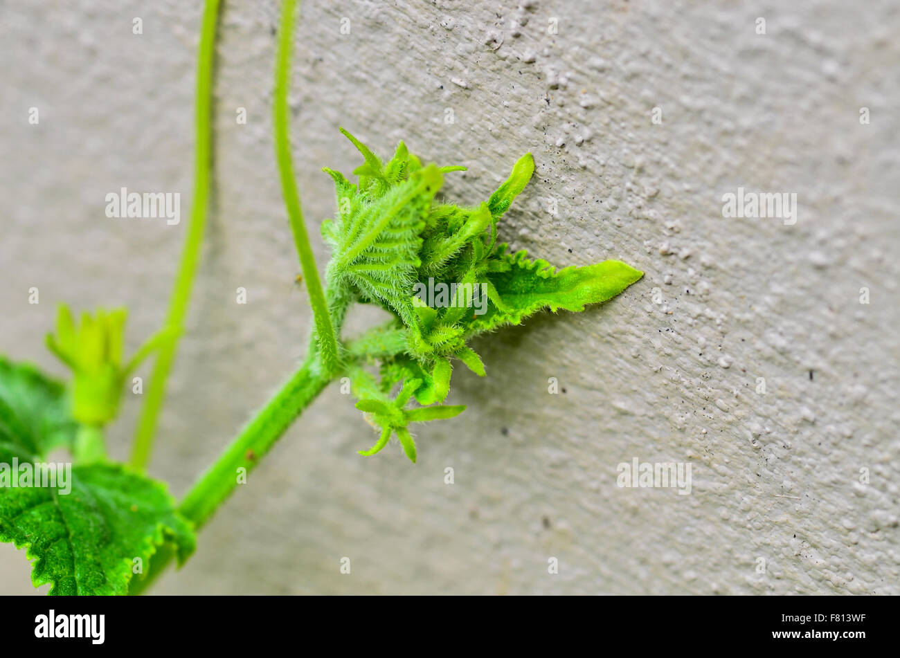 Beginning development hi-res stock photography and images - Alamy Beginning development hi-res stock photography and images - Alamy