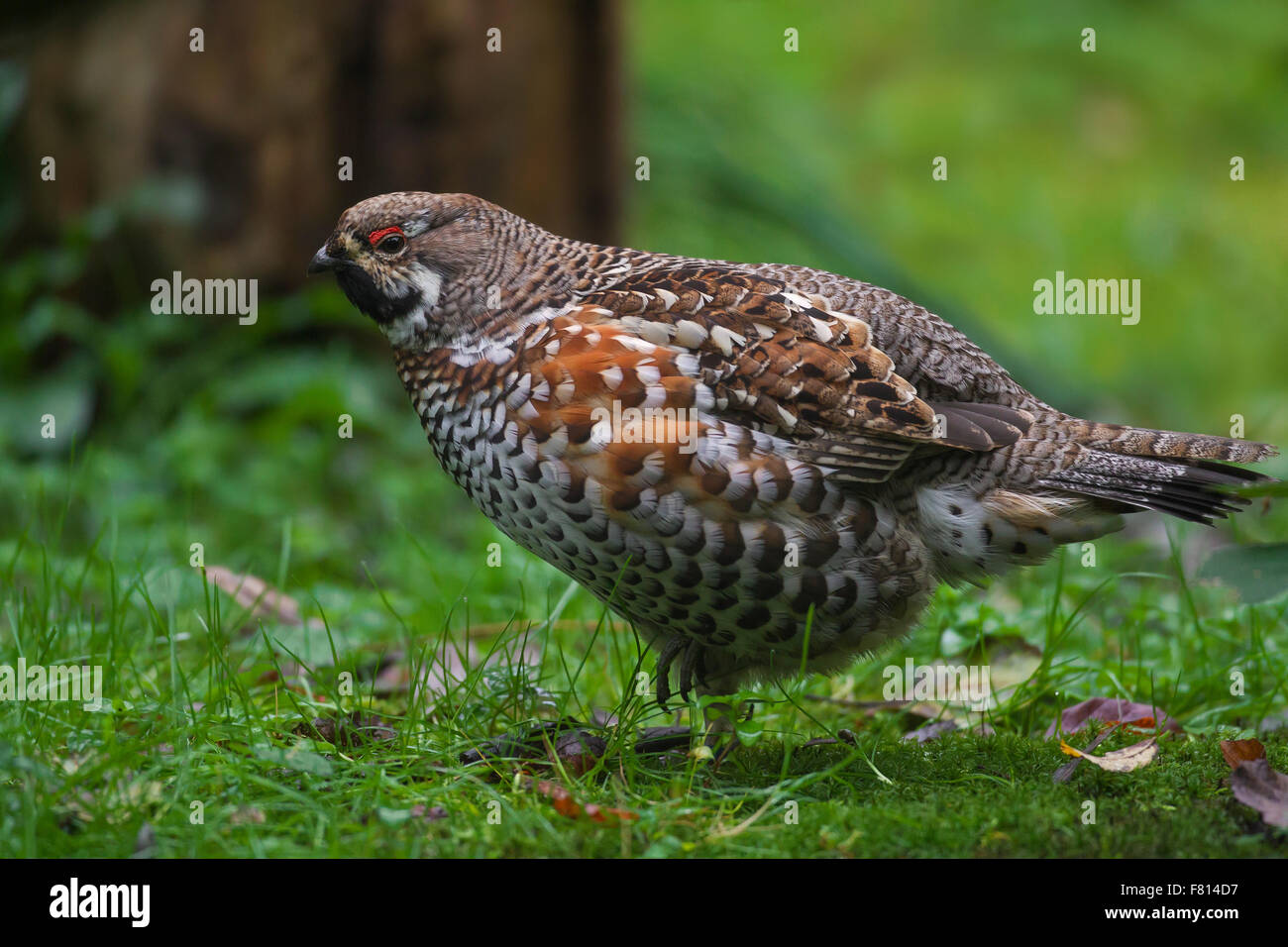 Hazel grouse / hazel hen (Tetrastes bonasia / Bonasa bonasia) male ...