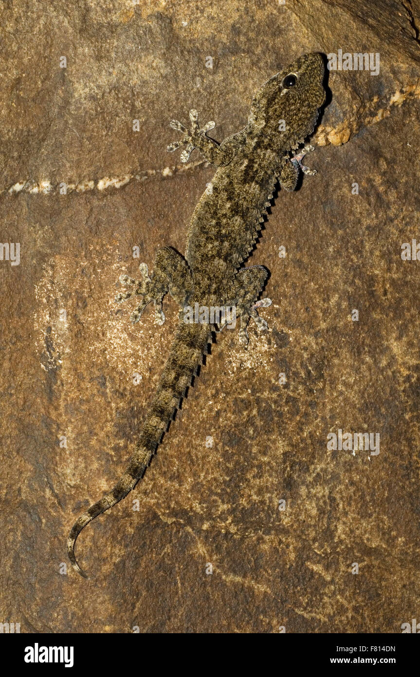 Moorish wall gecko / European common gecko / Salamanquesa (Tarentola ...