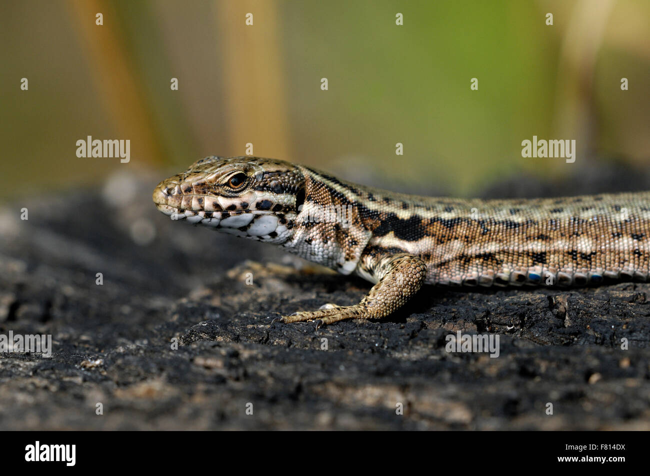 Common wall lizard / European wall lizard (Podarcis muralis) male ...