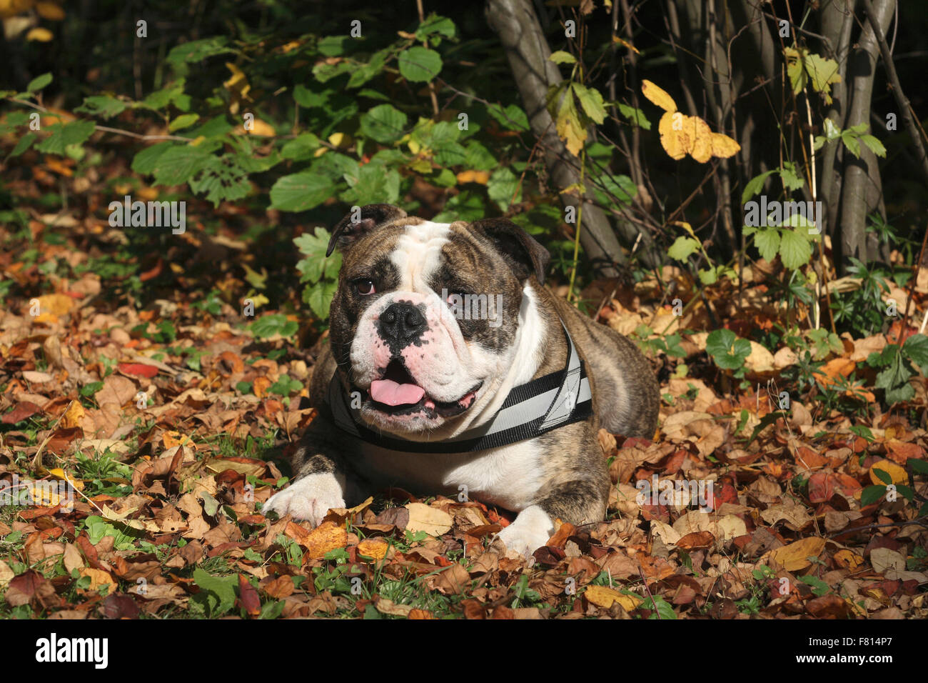 english bulldog in autumnal leaves Stock Photo - Alamy