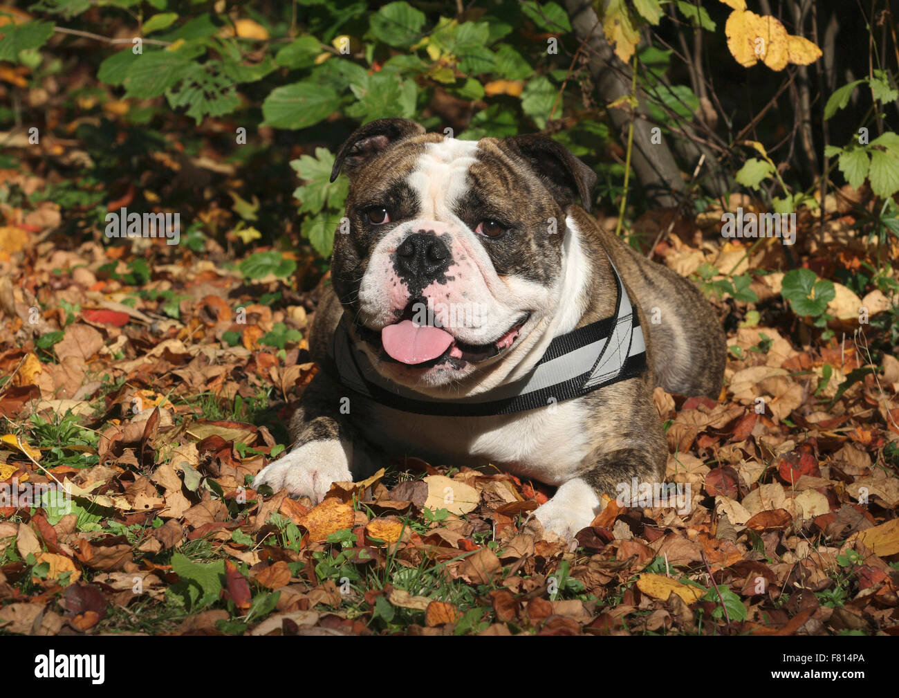 english bulldog in autumnal leaves Stock Photo - Alamy