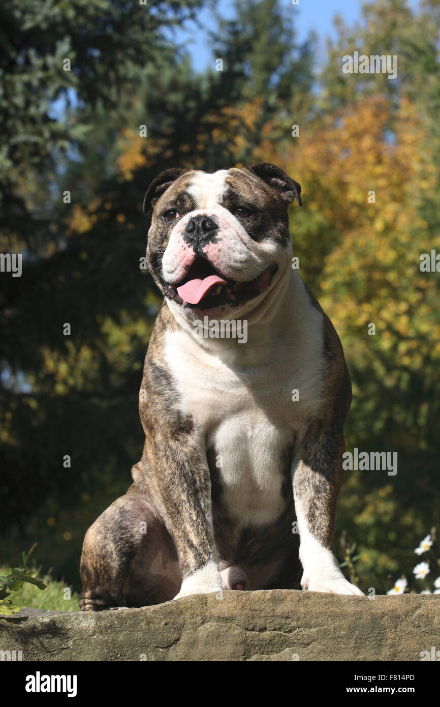 english bulldog in autumnal leaves Stock Photo - Alamy