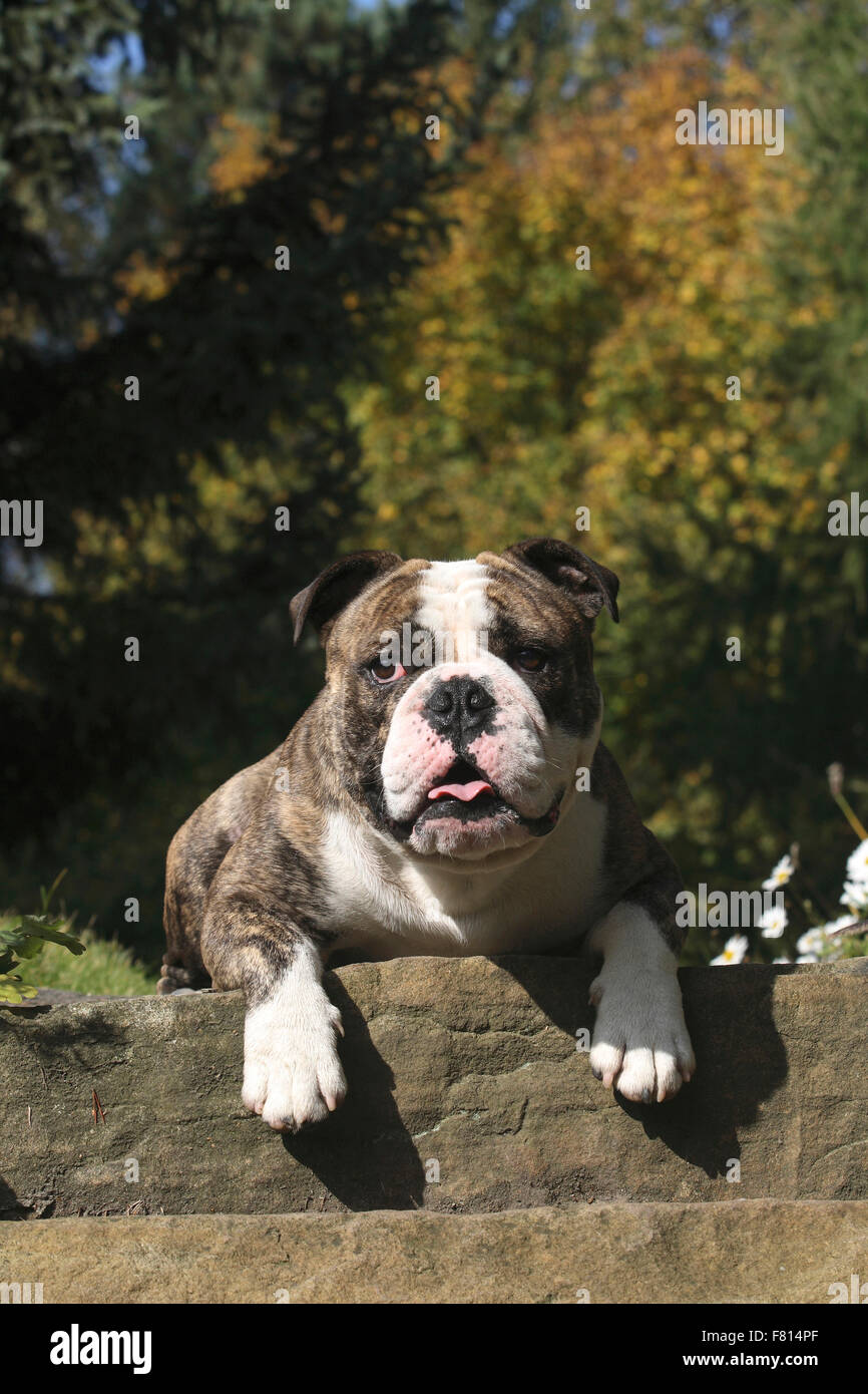 english bulldog in autumnal leaves Stock Photo - Alamy
