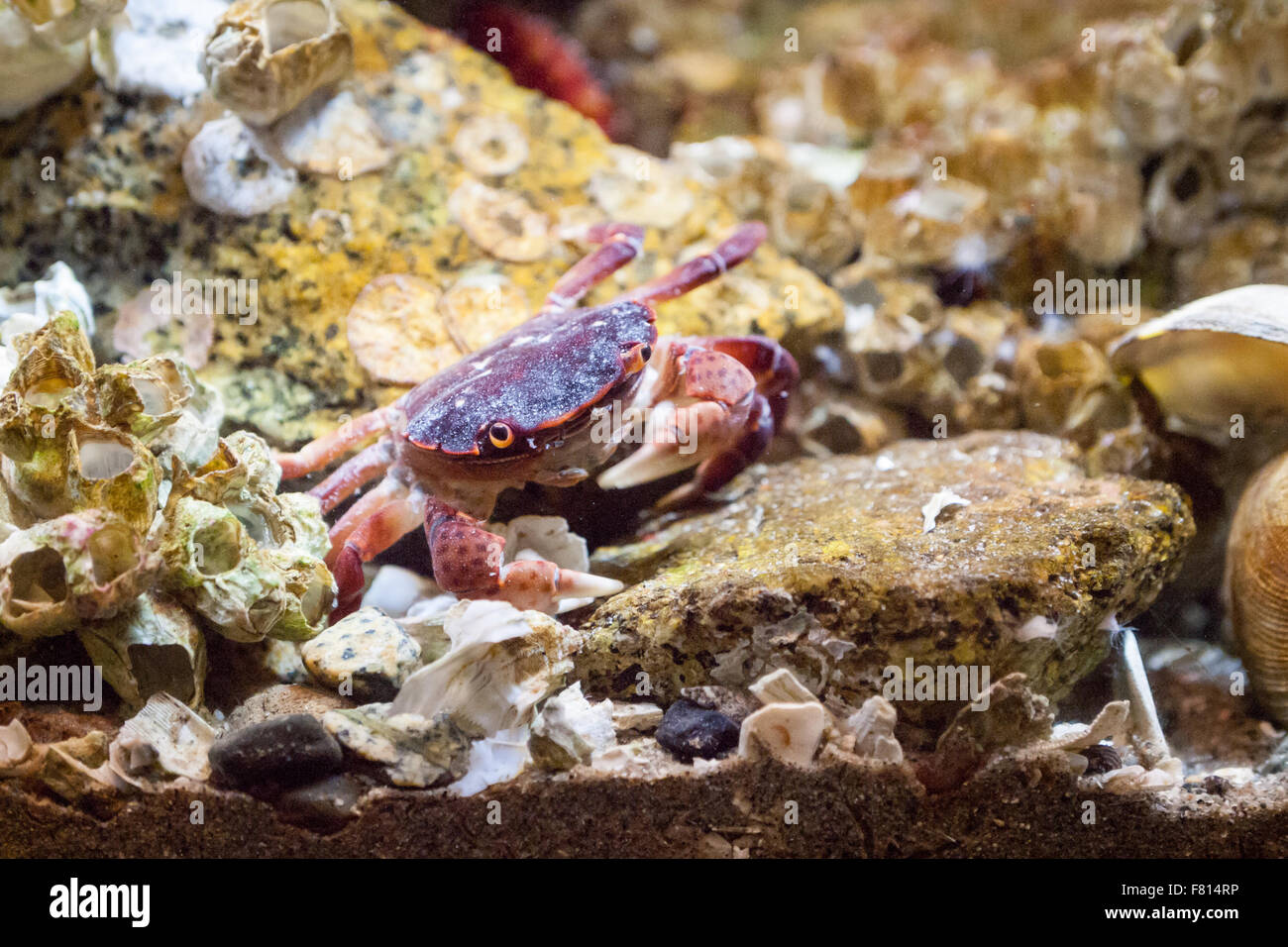 A purple shore crab (Hemigrapsus nudus), in an aquarium, at the Shaw ...