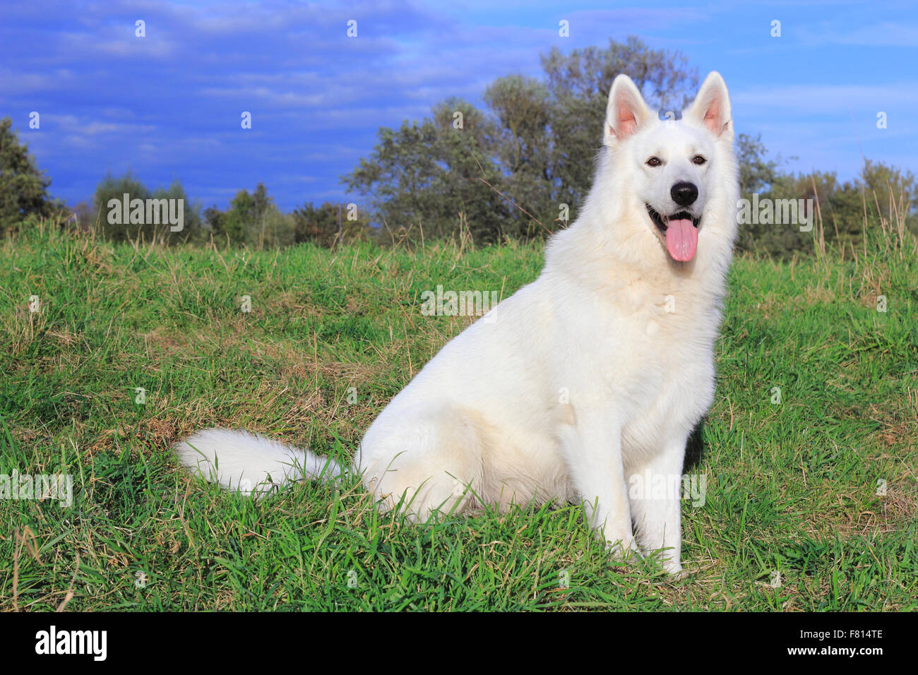 Schweizer weisser hi-res stock photography and images - Alamy