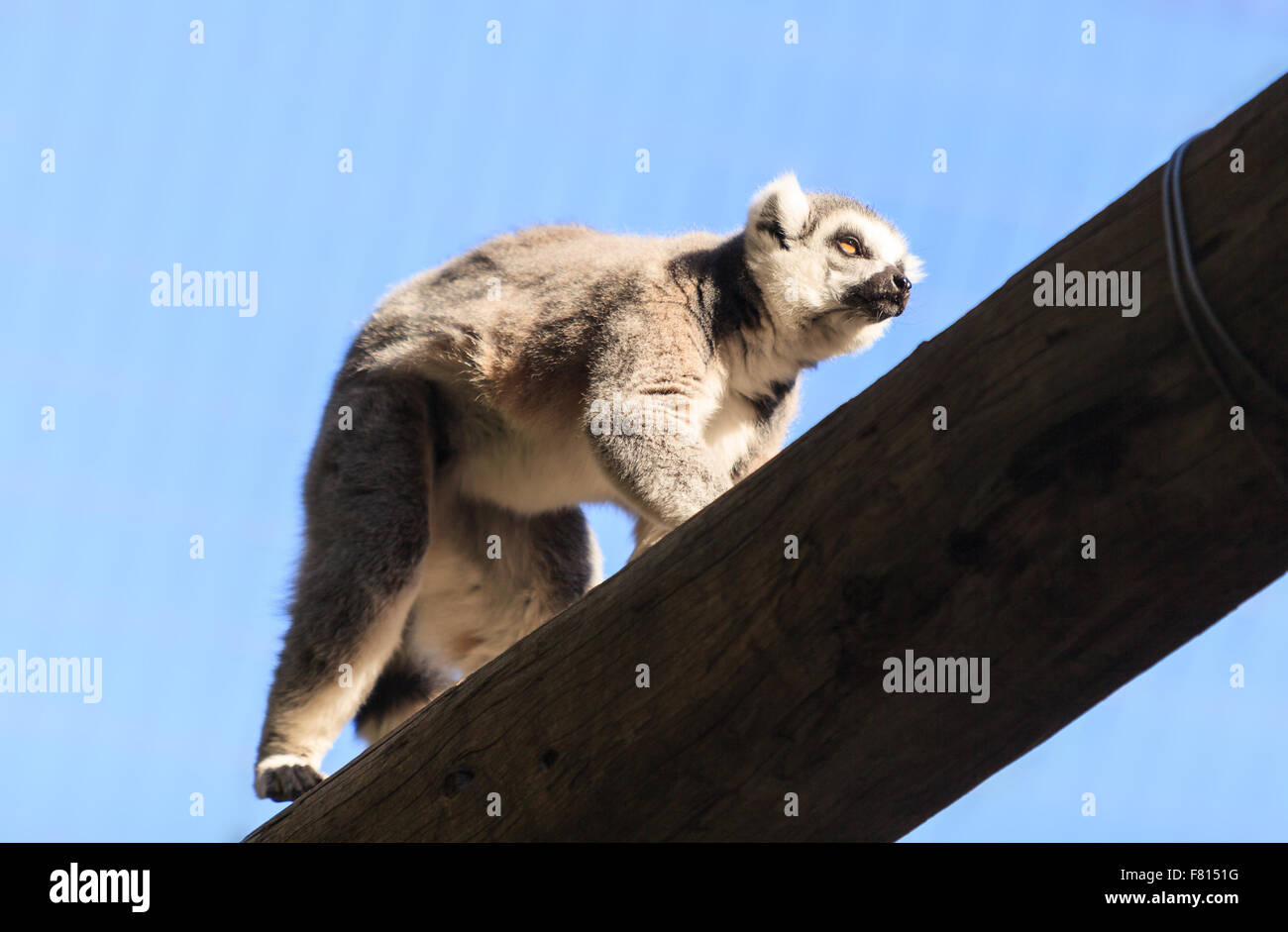 Lemur, Lemuroidea, is endemic to in Madagascar Stock Photo - Alamy