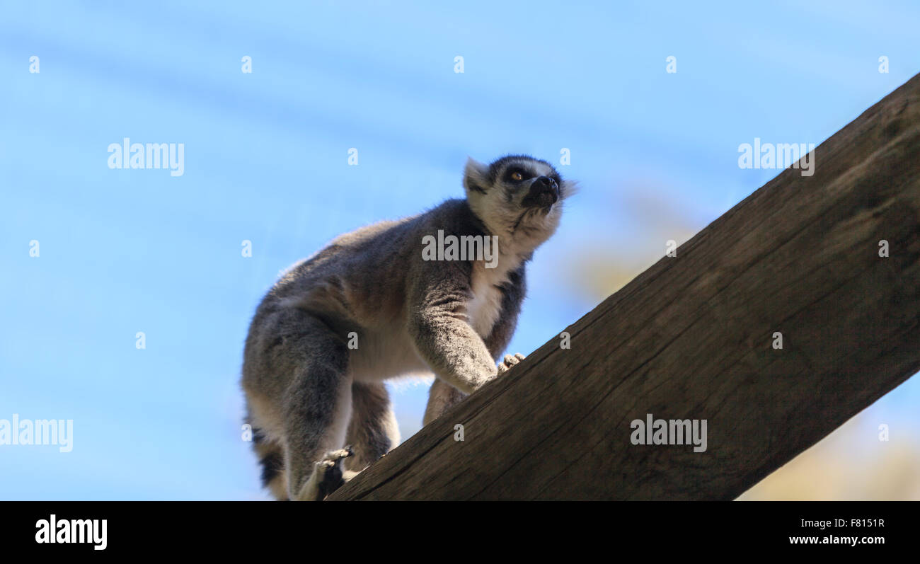 Lemur, Lemuroidea, is endemic to in Madagascar Stock Photo - Alamy