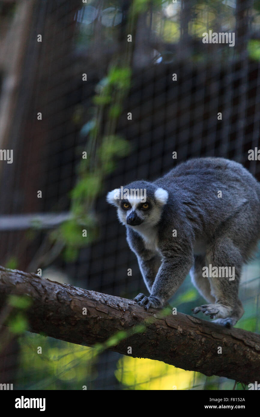 Lemur, Lemuroidea, is endemic to in Madagascar Stock Photo - Alamy