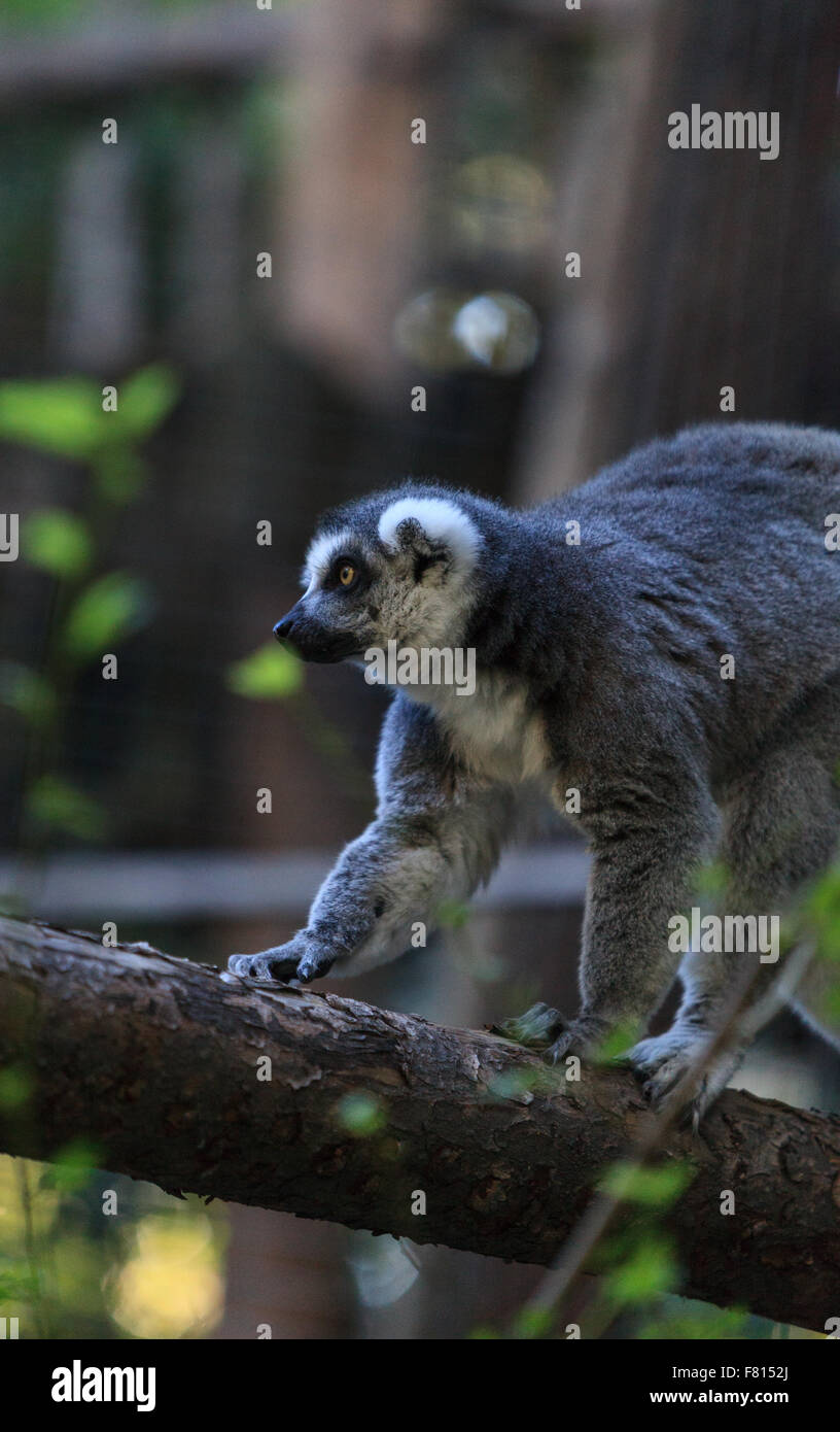 Lemur, Lemuroidea, is endemic to in Madagascar Stock Photo - Alamy