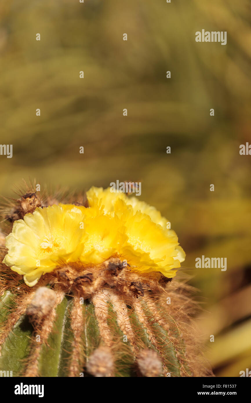Cactus flower mexico hi-res stock photography and images - Alamy