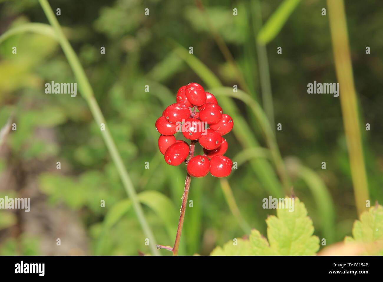 Wild Red Berries, in greenery Stock Photo - Alamy
