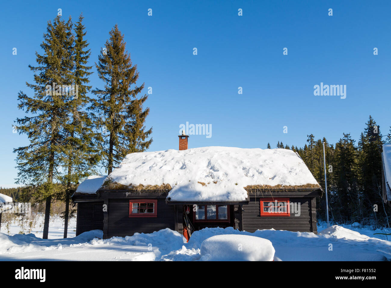 Typical black Norwegian cabin with fir trees surrounded by deep snow in ...