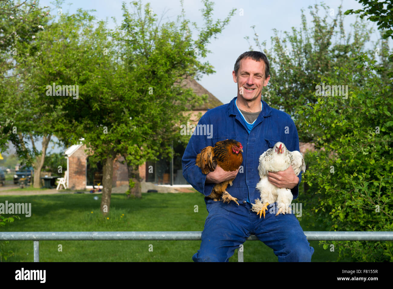 Farmer outdoor is carrying chickens Stock Photo - Alamy